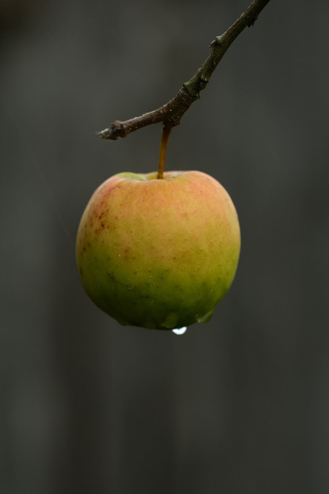 Role Of Apple Stem Extract In Skin Serum – CosmoCan